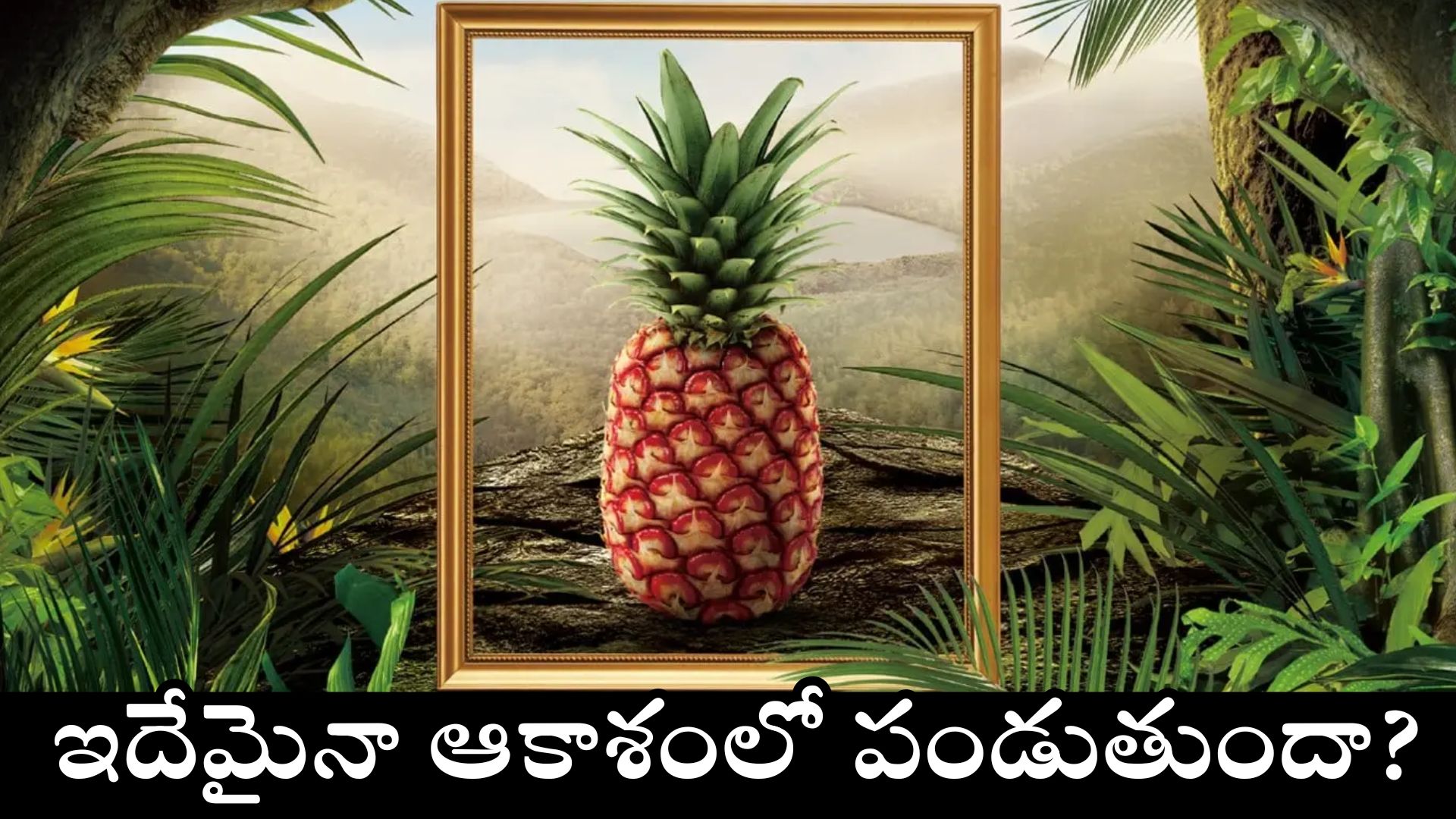 Top 5 Unknown Facts About Ruby Glow Pine Apple | Ruby Glow Pine Apple ...