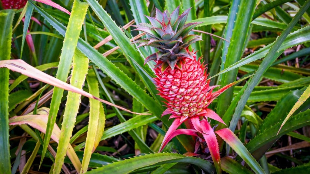 Top 5 Unknown Facts About Ruby Glow Pine Apple | Ruby Glow Pine Apple ...