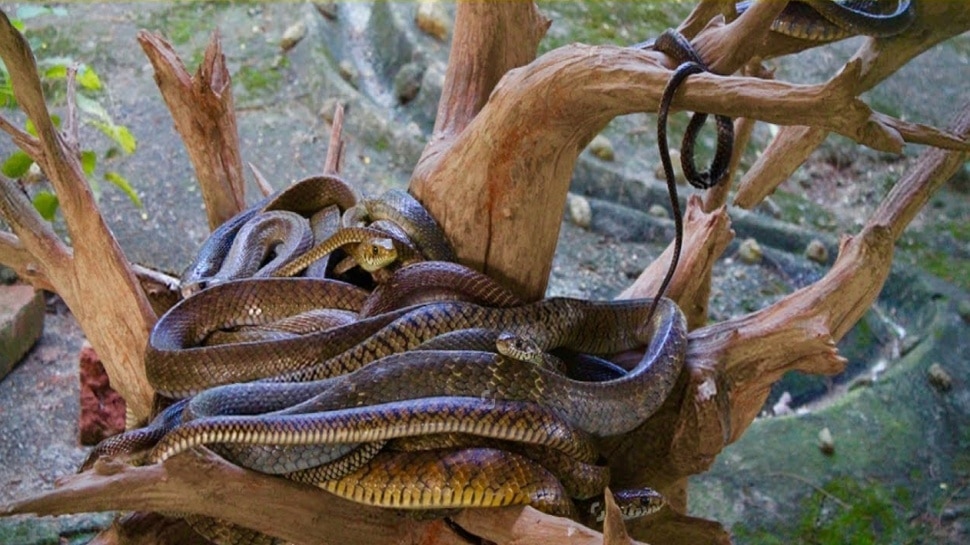 Snake facts Do you know snakes will sleep these are the real facts ...