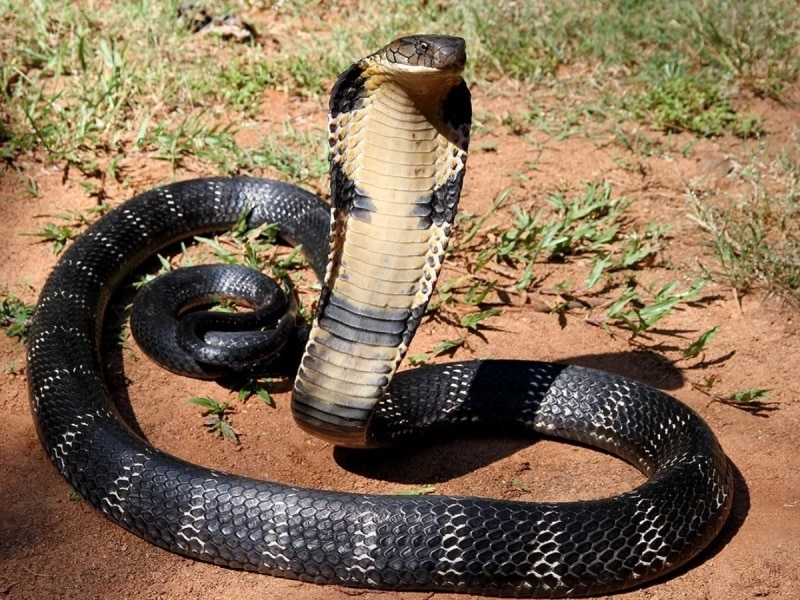 Most Dangerous and attacking 6 snake predator animals can kill and eat ...