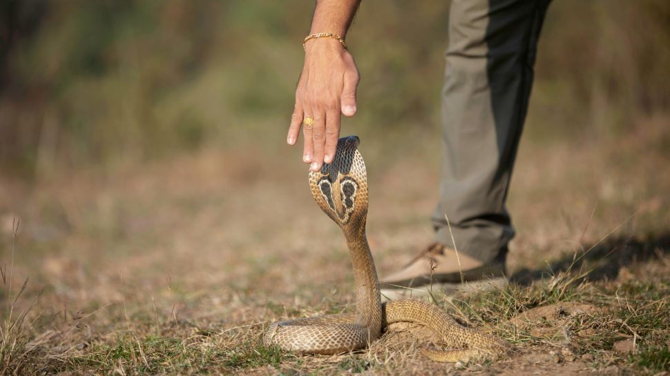 Snake Bite Emergency Life Saving Doctor Advice You Must Know Before It ...