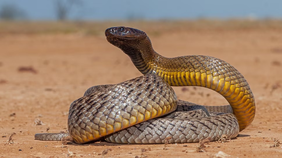 Snake facts Do you know snakes will sleep these are the real facts ...