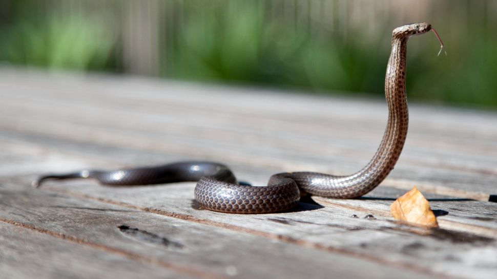 Snakes Attracts More for these 2 things around you comes with 12 Miles ...