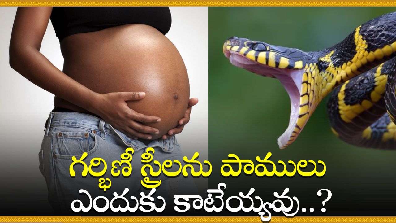Snake Facts For Pregnant Woman Viral News In Telugu | Snake Facts: Pregnant Womenలను పాములు ...