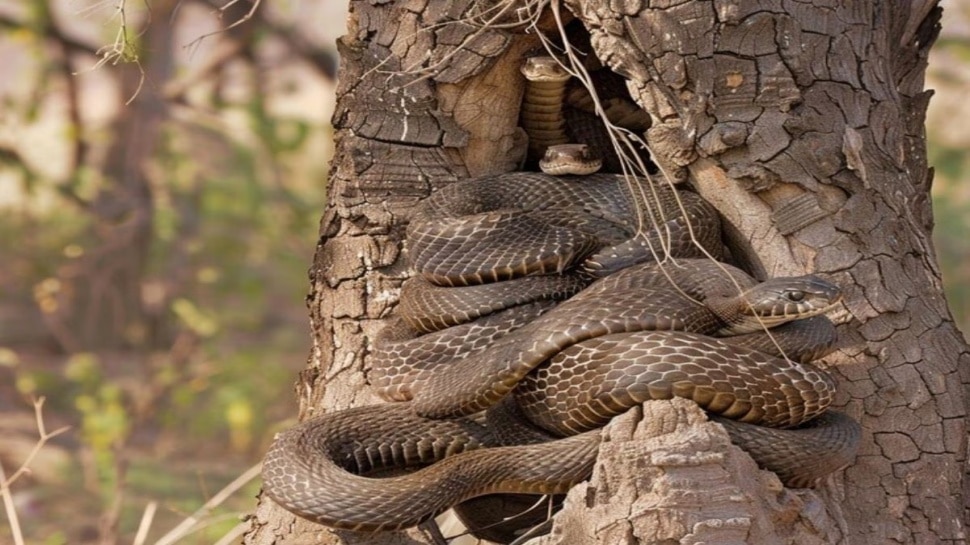 Snakes are extremely Scared of these things this will be snake safety ...