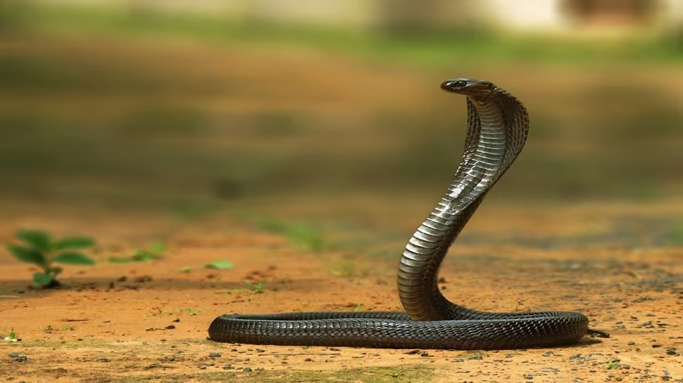 Snakes Gender: how to identify between male and female snake | Snakes ...