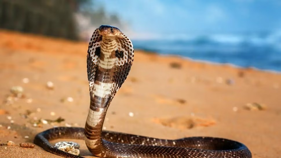 Snakes Gender: how to identify between male and female snake | Snakes ...