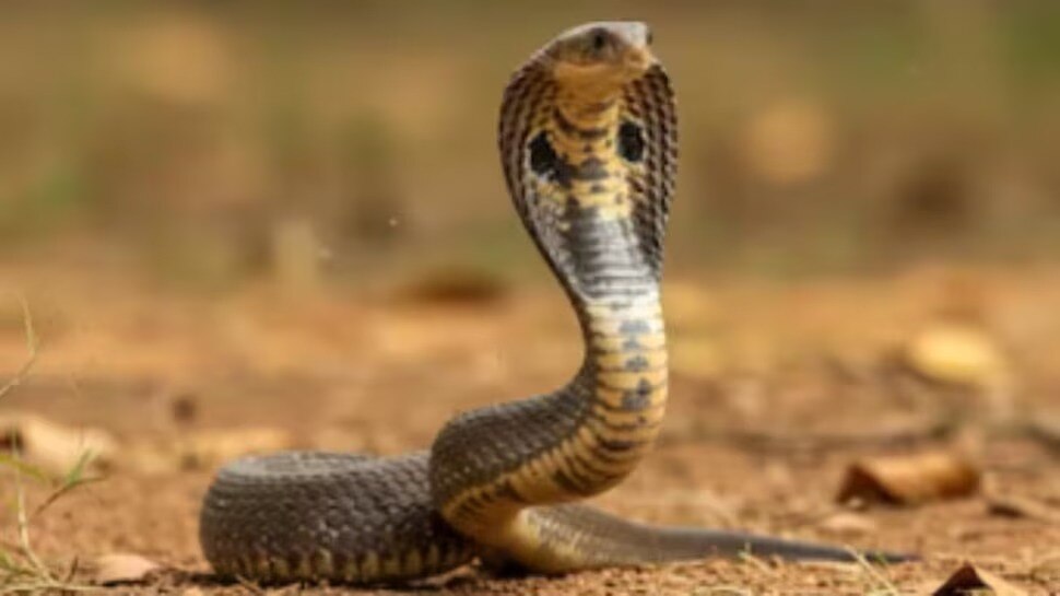 Snakes Gender: how to identify between male and female snake | Snakes ...