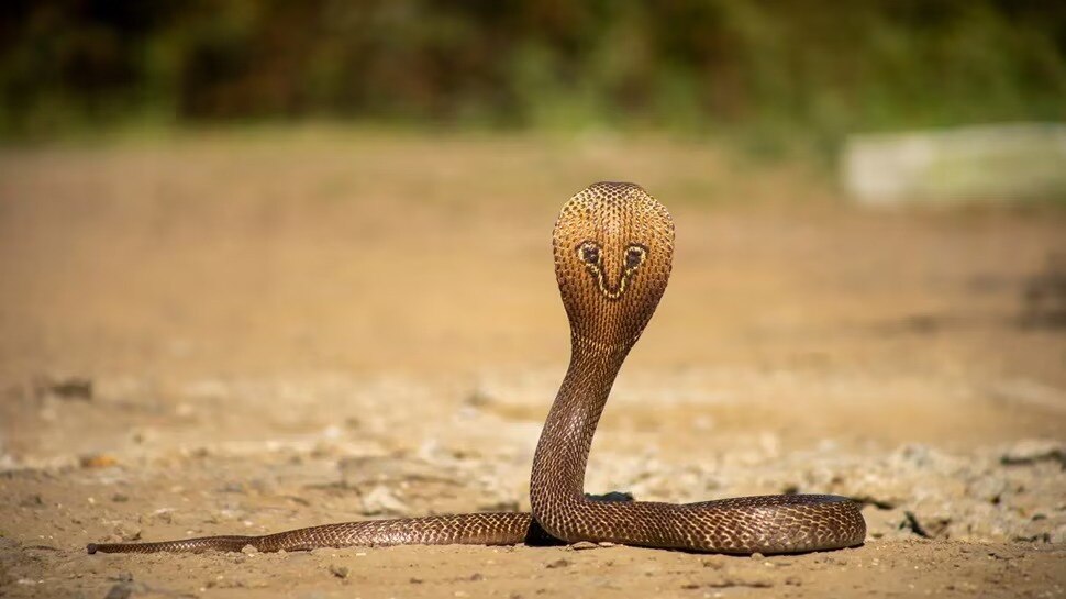 Snakes Gender: how to identify between male and female snake | Snakes ...