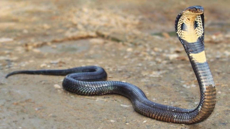 Snakes Gender: how to identify between male and female snake | Snakes ...