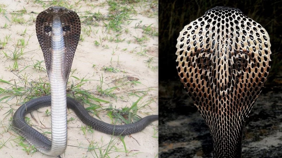 Snakes Gender: how to identify between male and female snake | Snakes ...