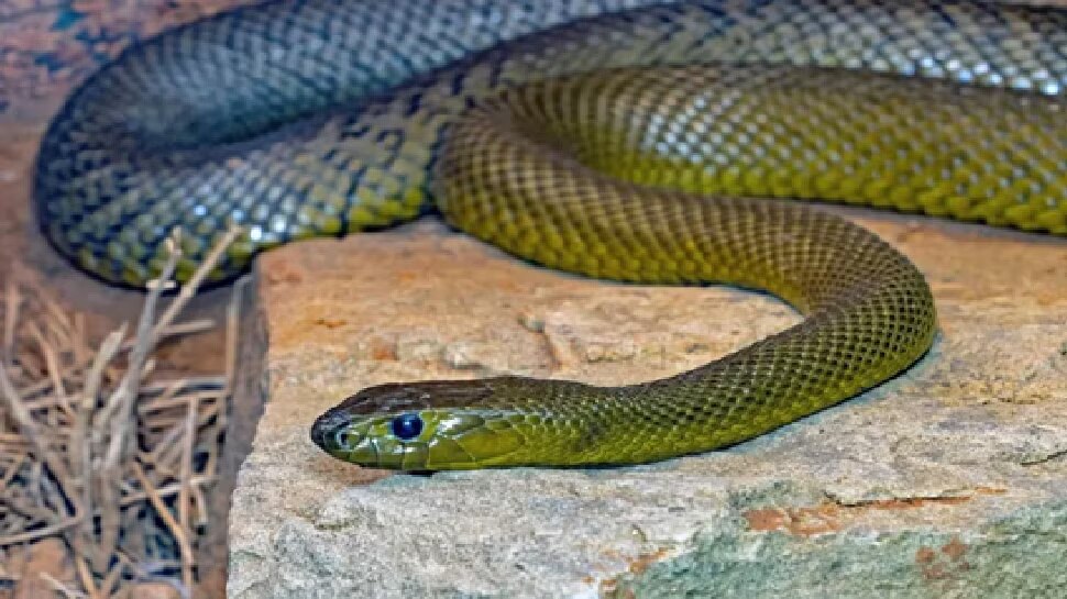 Snake facts Do you know snakes will sleep these are the real facts ...