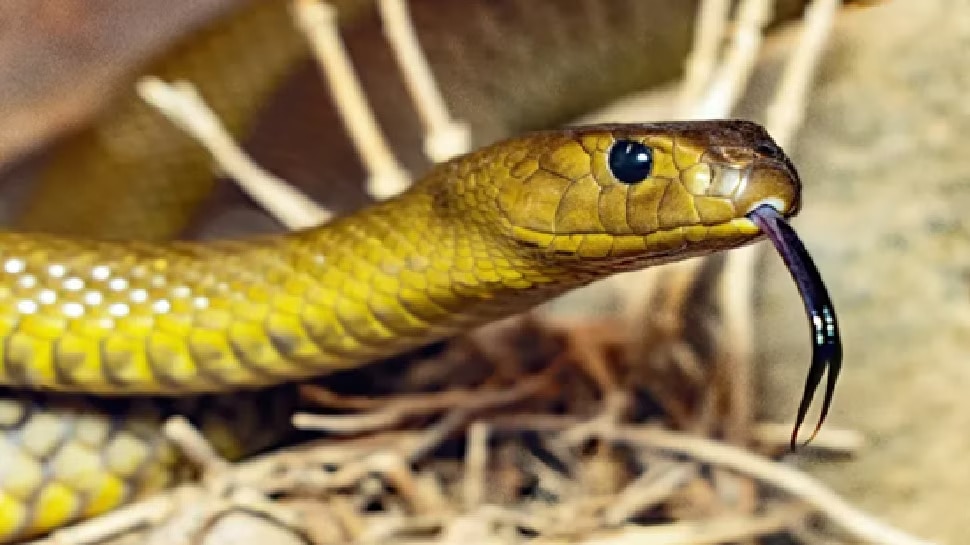 Snake facts Do you know snakes will sleep these are the real facts ...