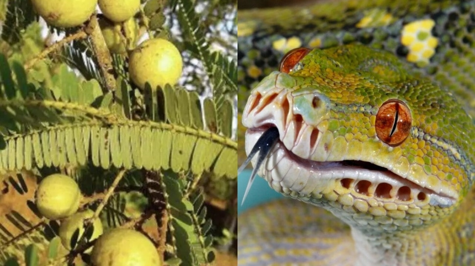 snake poison remedy fruit great antidote for snake bites here are he ...