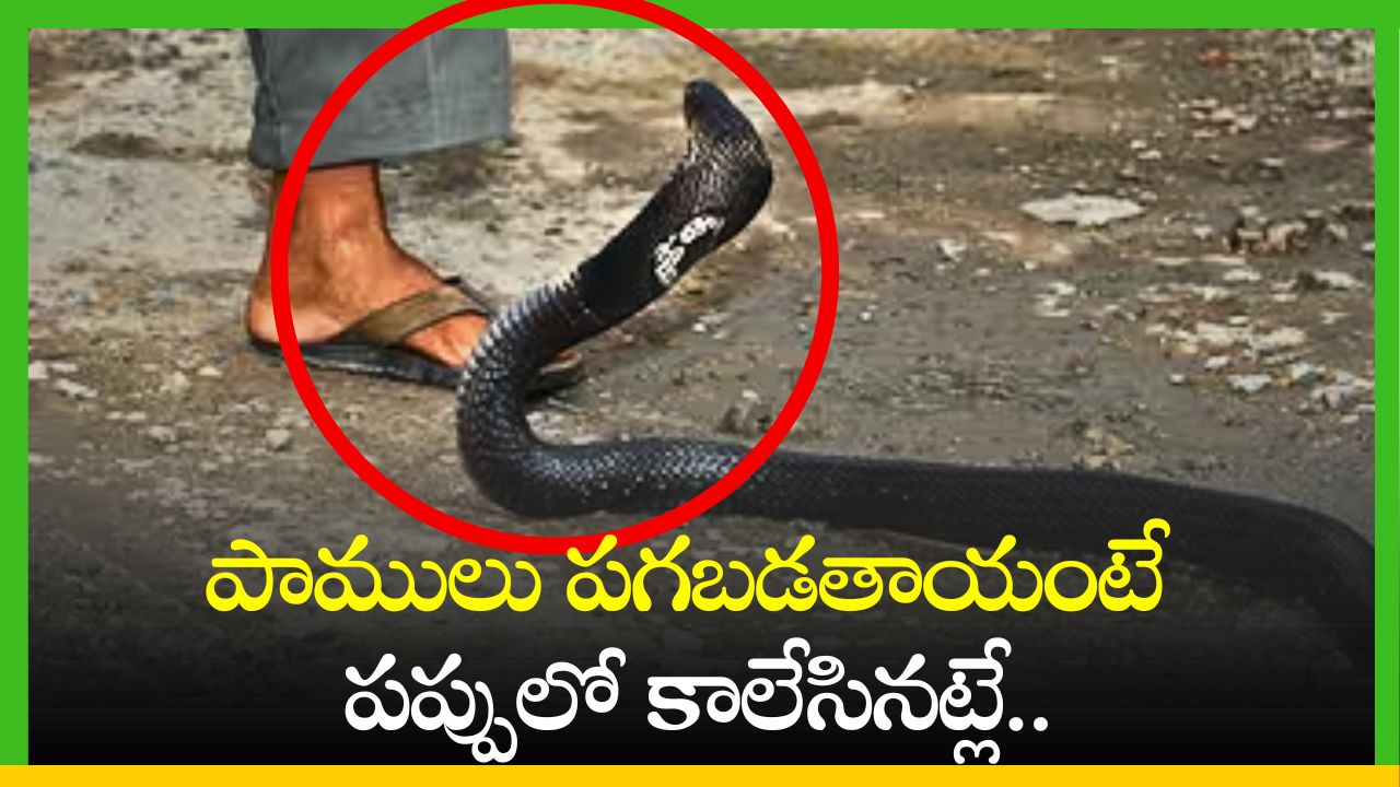 Do You Believe That Snakes Take Revenge | Snake Revenge: పాములు ...