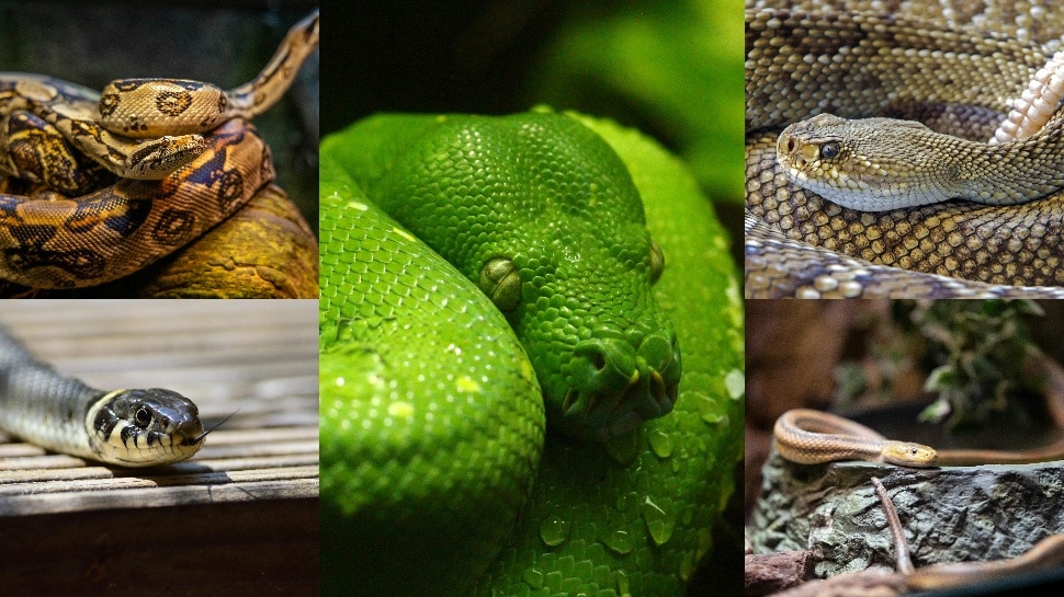these 7 snakes give live birth not eggs | 7 Snakes Give Live Birth: ఈ 7 ...