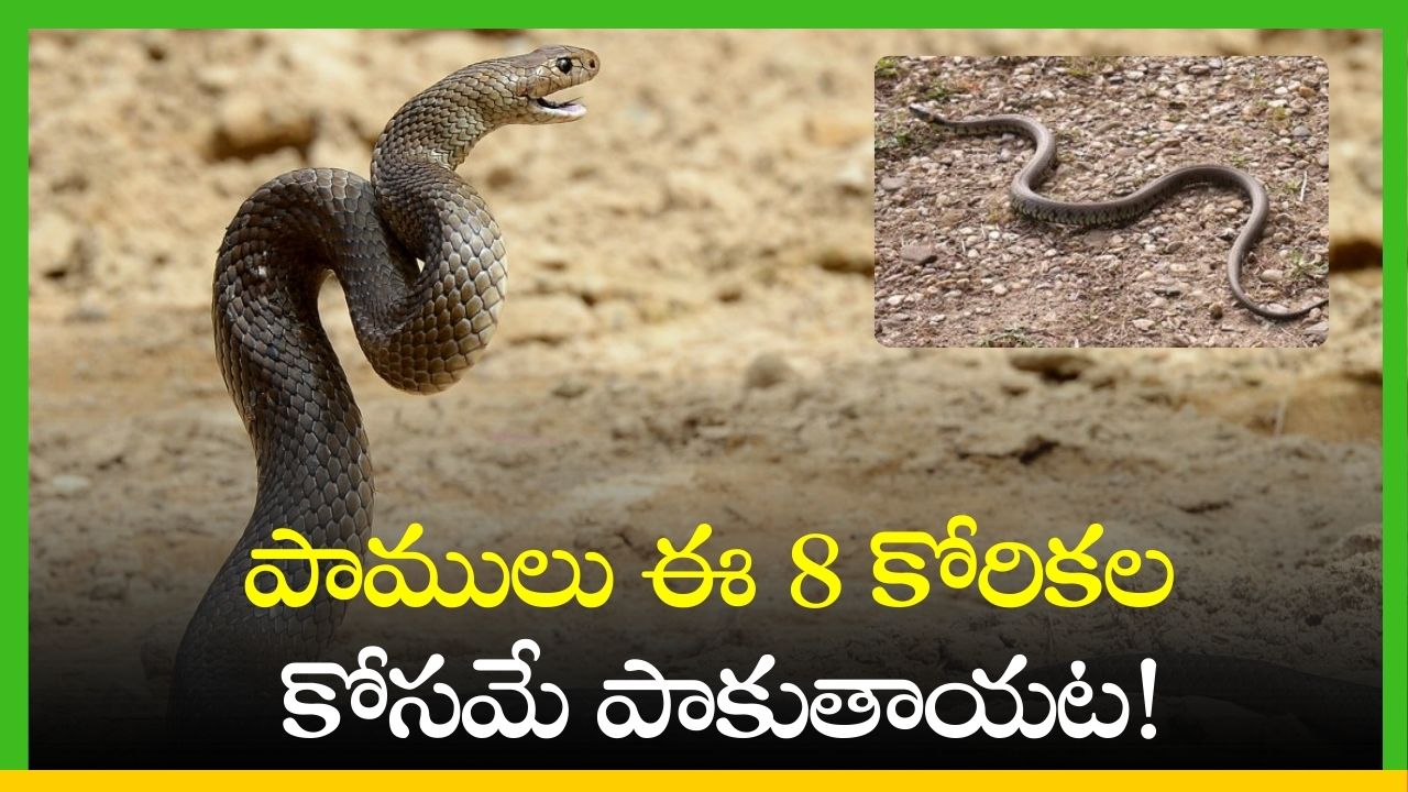Do You Know Snakes Crawl To Fulfill These 8 Wishe | Snakes Crawling ...