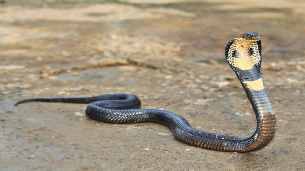 Snake safety tips these repellent If you have these ingredients in your ...