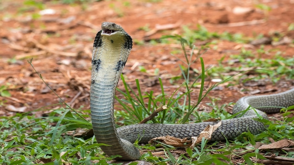 Snake safety tips these repellent If you have these ingredients in your ...