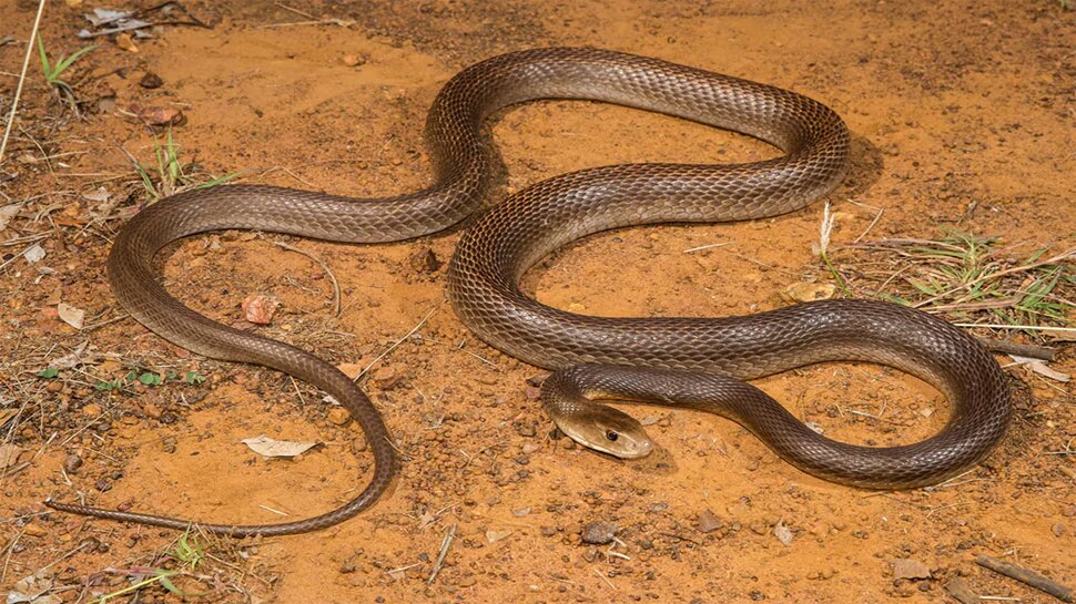 Worlds Most Venomous Snakes in the world full details on nagula ...