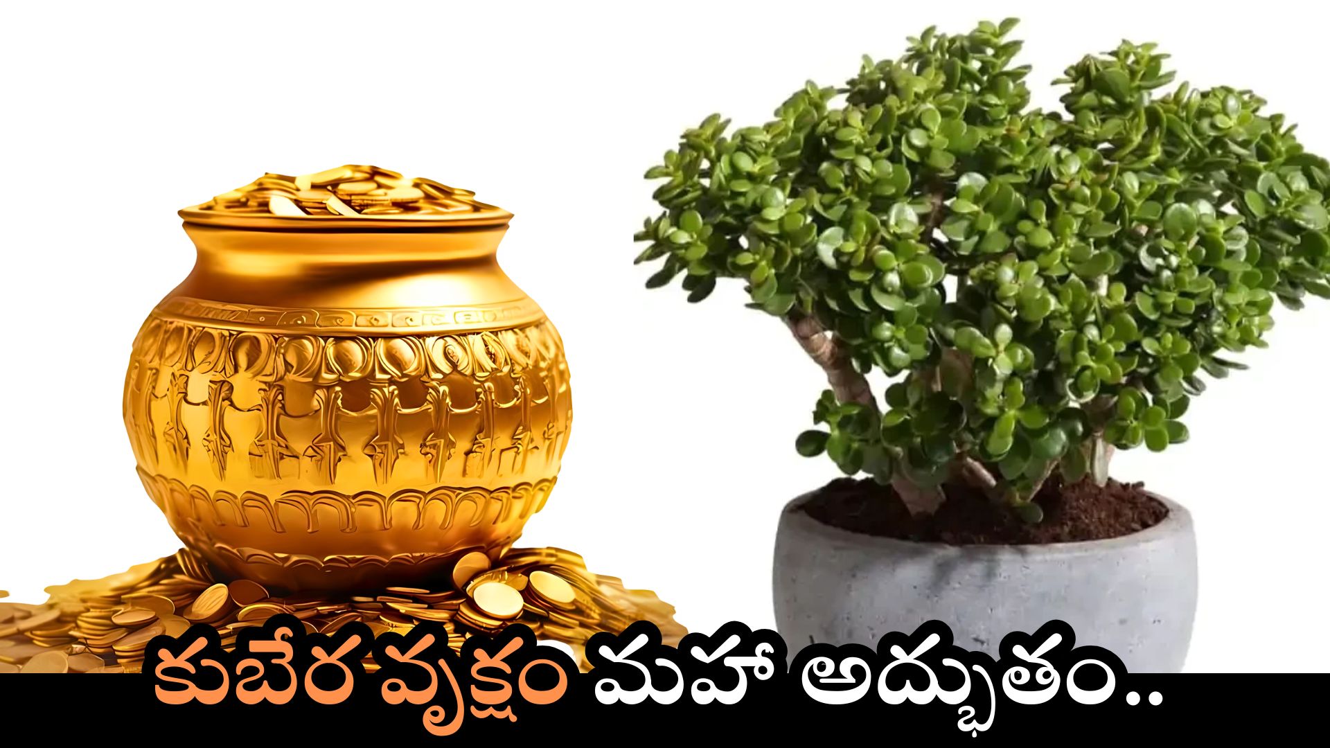 Attract Money Like Magnet With Kuberakshi Plant | [Kuberakshi Plant ...