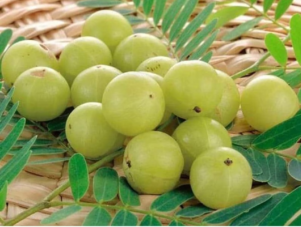 Health tips and Benefits of Amla especially in winter season take amla ...