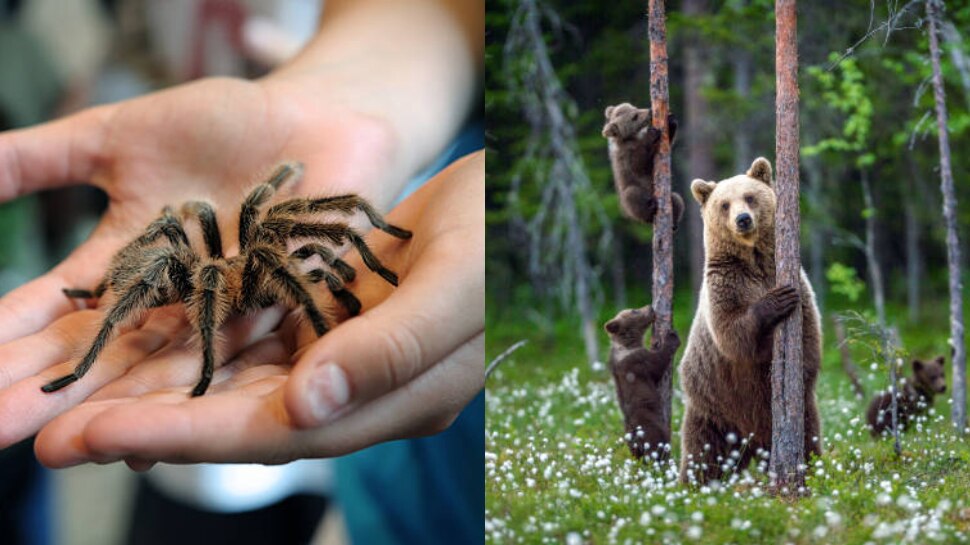 these animals survive without water and food for long months time ...