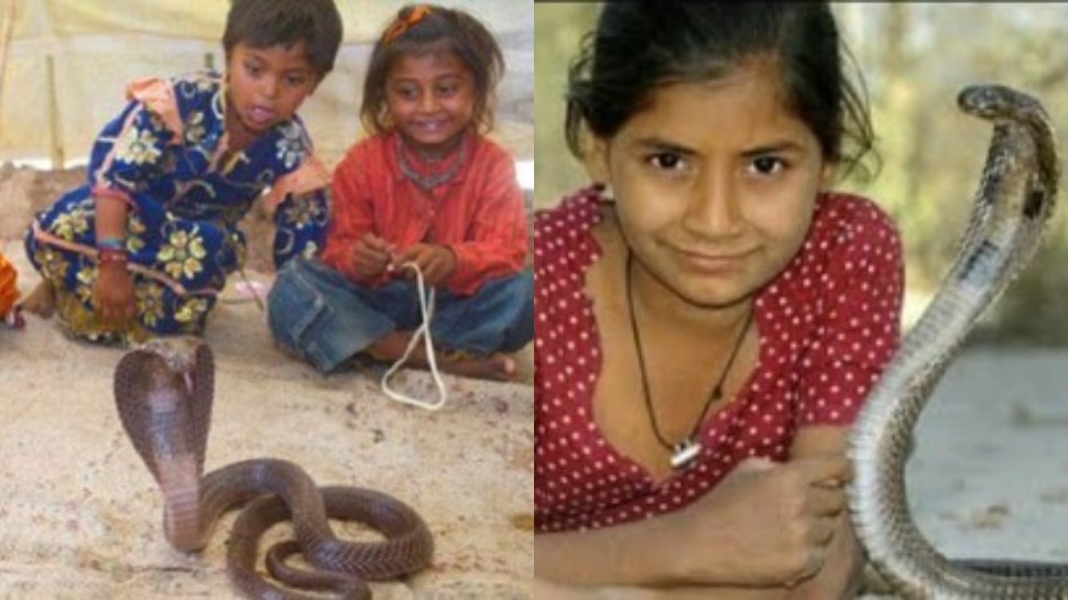 Maharashtra Solapur snake village shetpal venomous snakes living with ...