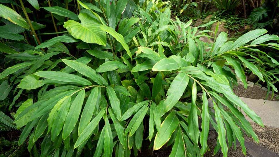Cardamom The Secret Crop Turning Ordinary Farmers Into Millionaires ...