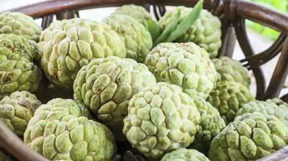 Sitaphal myths and facts, know these amazing benefits of sitaphal or ...