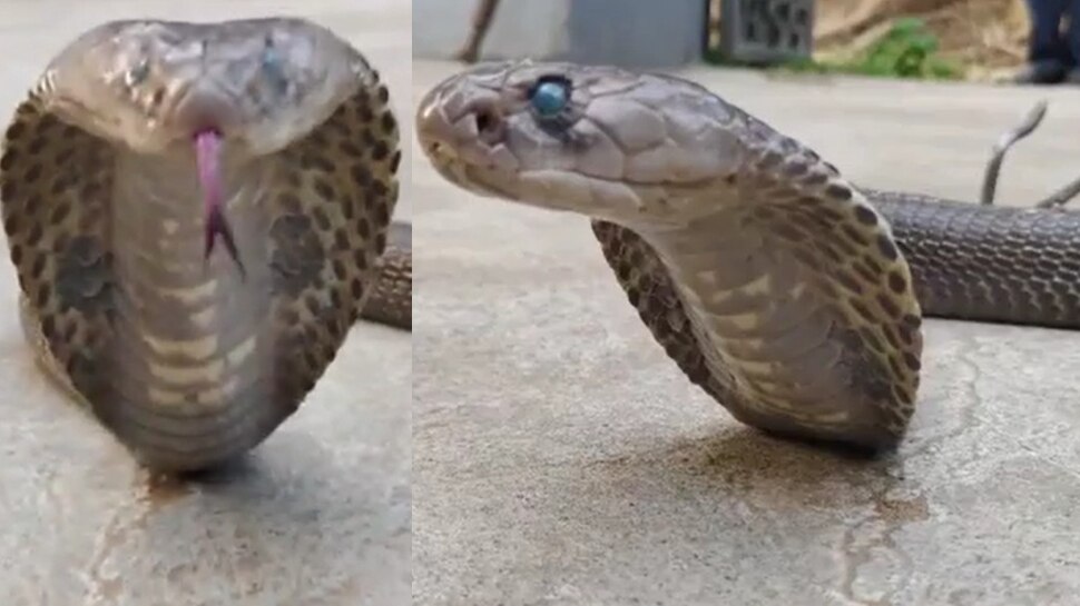 70 years old age snake rescued in konaseema Andhra Pradesh snake ...