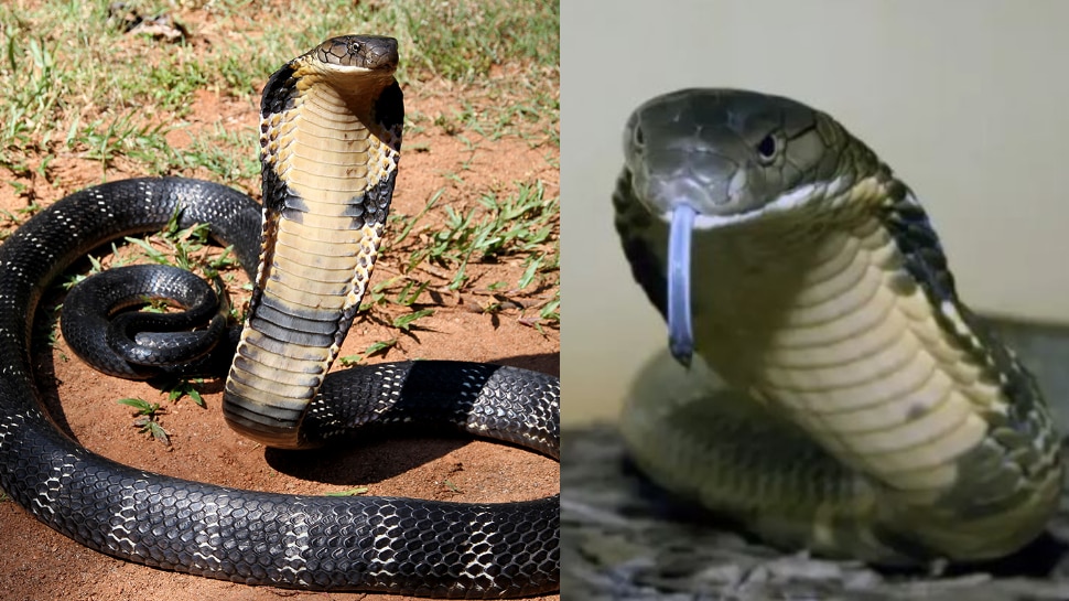 king cobra vs queen snake know the main difference and venom and ...