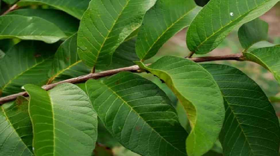 Guava Leave Health Benefits From Diabetic Control to Hair Growth vn ...