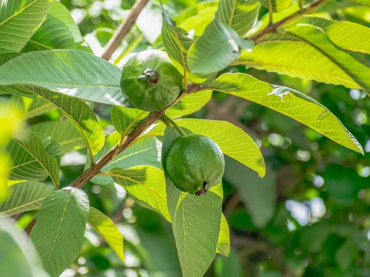 Guava leaves magical benefits reduces blood sugar levels, cholesterol ...