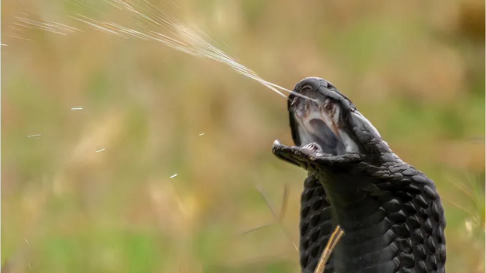 Tirumala News Drunk Man bites off King Cobra Snake head after being ...