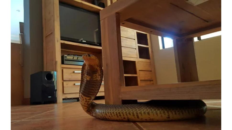 70 years old age snake rescued in konaseema Andhra Pradesh snake ...