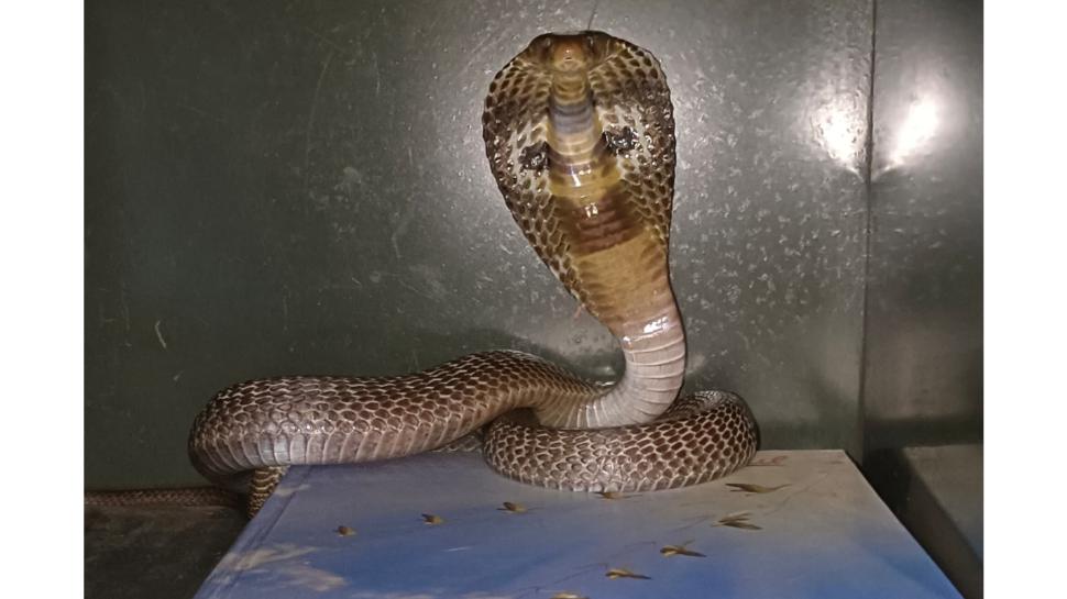 70 years old age snake rescued in konaseema Andhra Pradesh snake ...