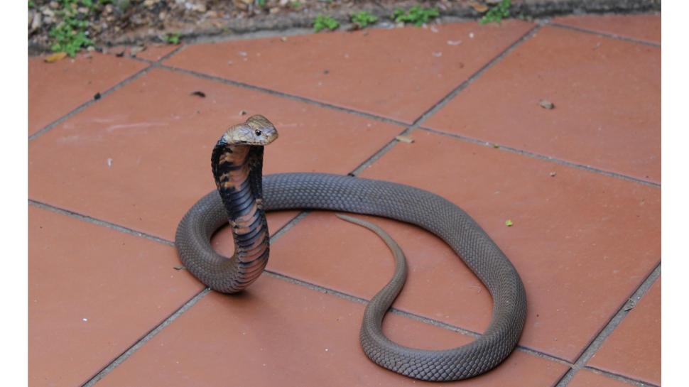 70 years old age snake rescued in konaseema Andhra Pradesh snake ...