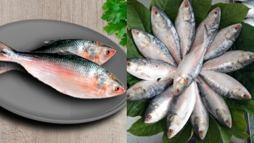 Monsoon Season seafood Pulasa fish facts and eating side effects on ...