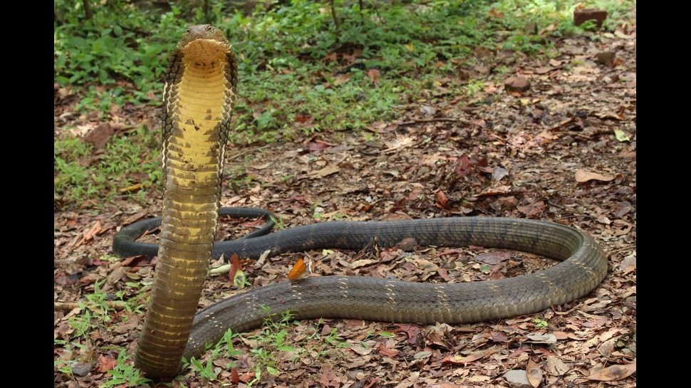 king cobra vs queen snake know the main difference and venom and ...