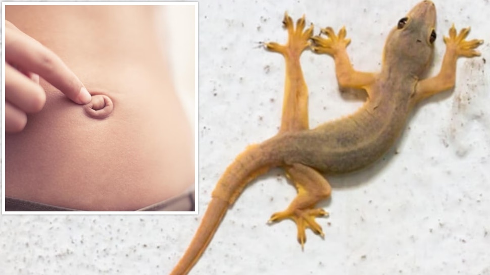 Lizard Falling On Navel You Will Get Diamonds And Gold Here Is Astrology Rv | Lizard Falling ...