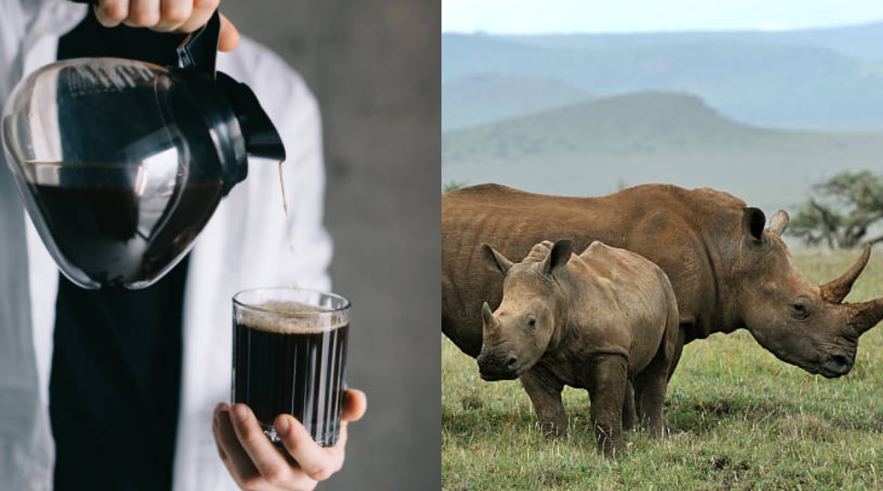 famale black rhinos produce black colour milk here reason pa| Black ...