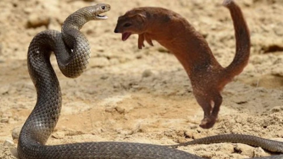 snake vs mongoose why the mongoose unaffected by venomous snake bite ...