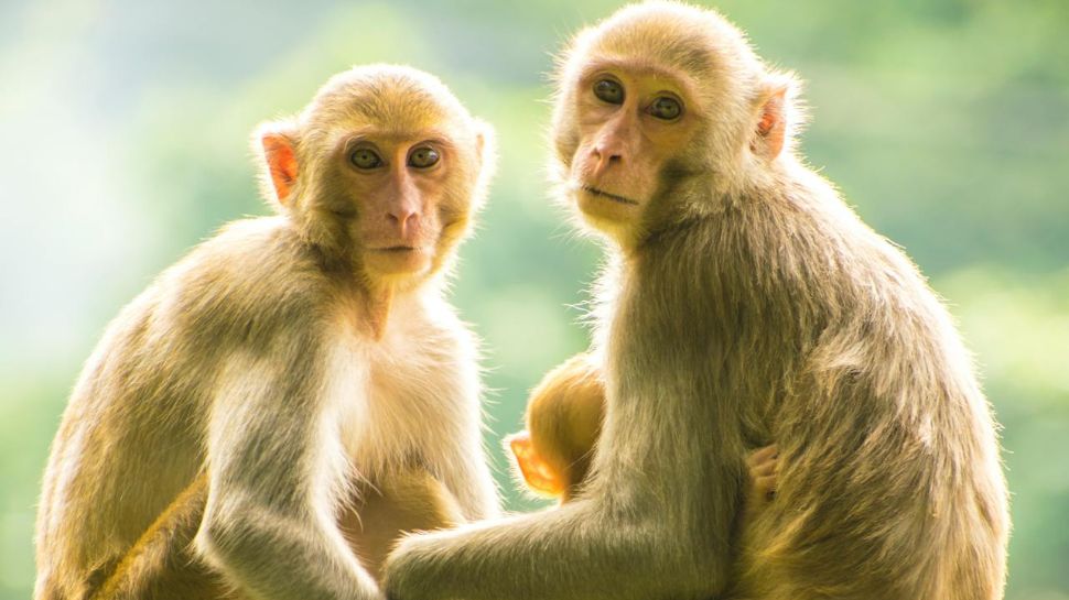 Monkey trade Nepal China and Sri Lanka Monkey Telugu News | Monkey ...