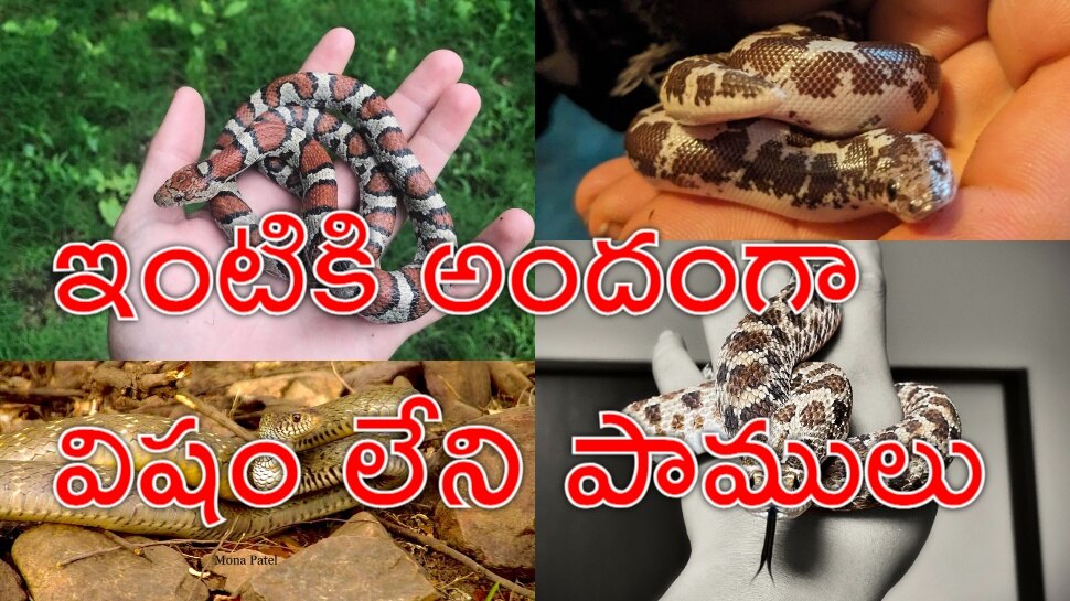 These Snakes Non Poison It Will Be Kept As Pet Animals In House Rv ...