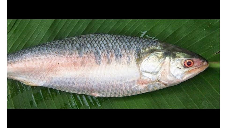 Pulasa fish vs boda kakarakaya which one is the most effective protein ...