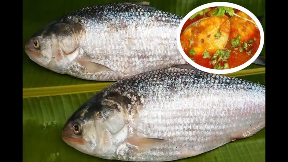 Monsoon Season seafood Pulasa fish facts and eating side effects on ...