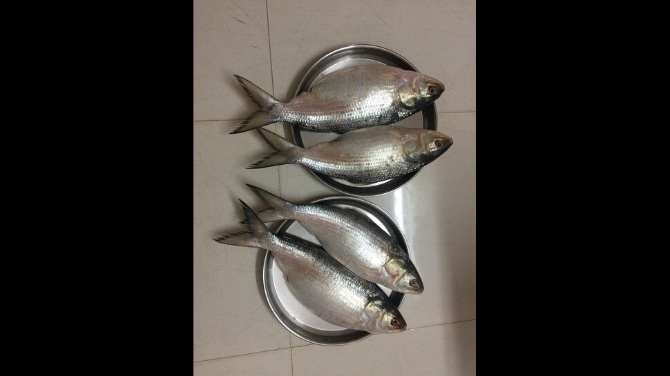 Monsoon Season seafood Pulasa fish facts and eating side effects on ...