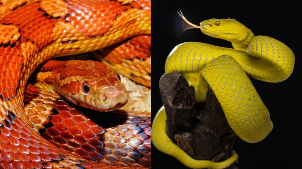 Africa Food Crisis Scientists New research On reticulated and burmese ...