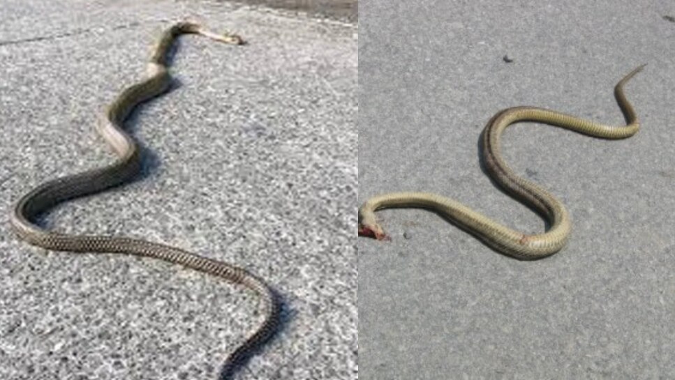 Dead snakes also dangerous for humans here some shocking facts pa ...